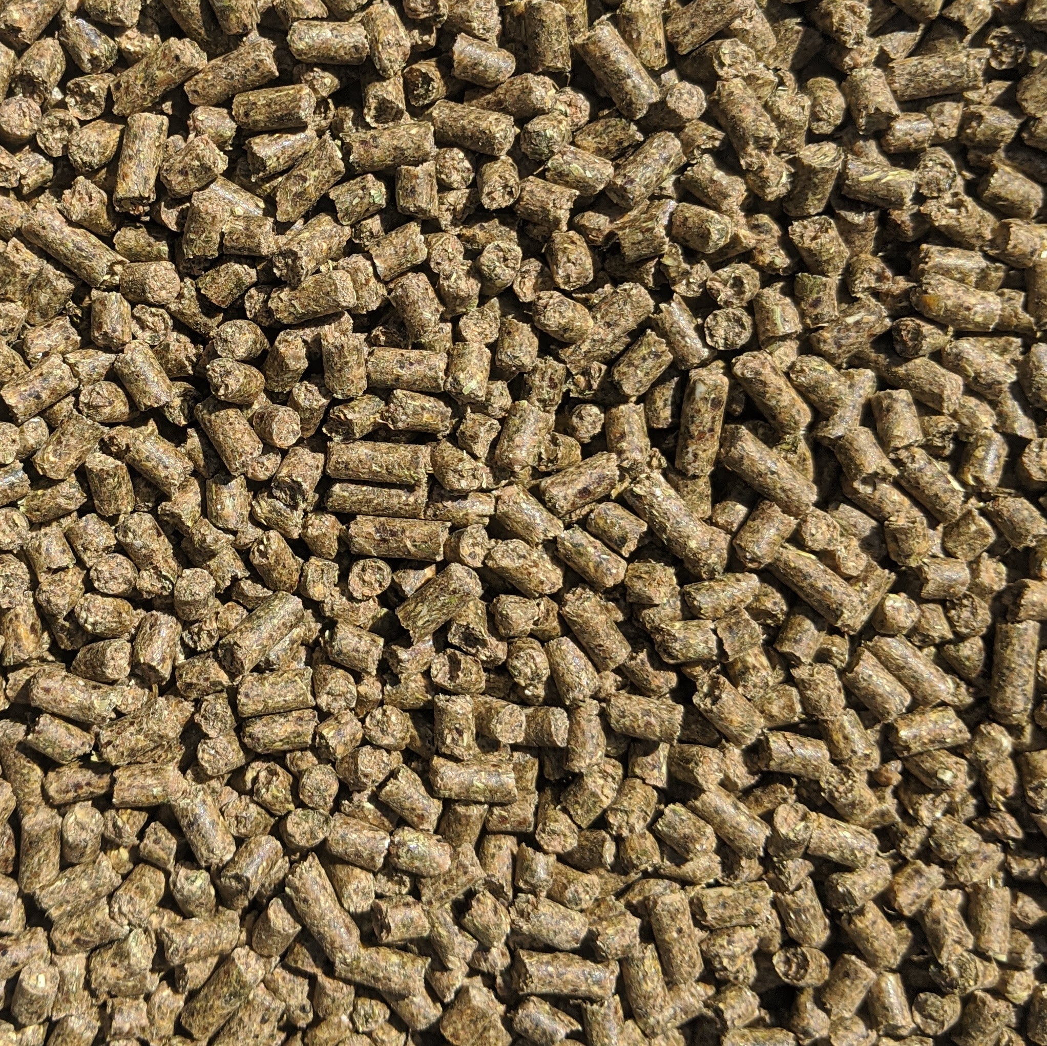 Timothy Hay for Small Pets